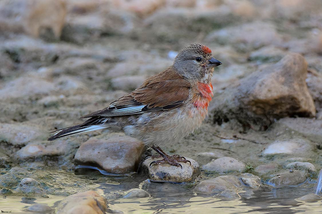 Objetivo: Naturaleza Viva: Pardillo común (Carduelis cannabina)
