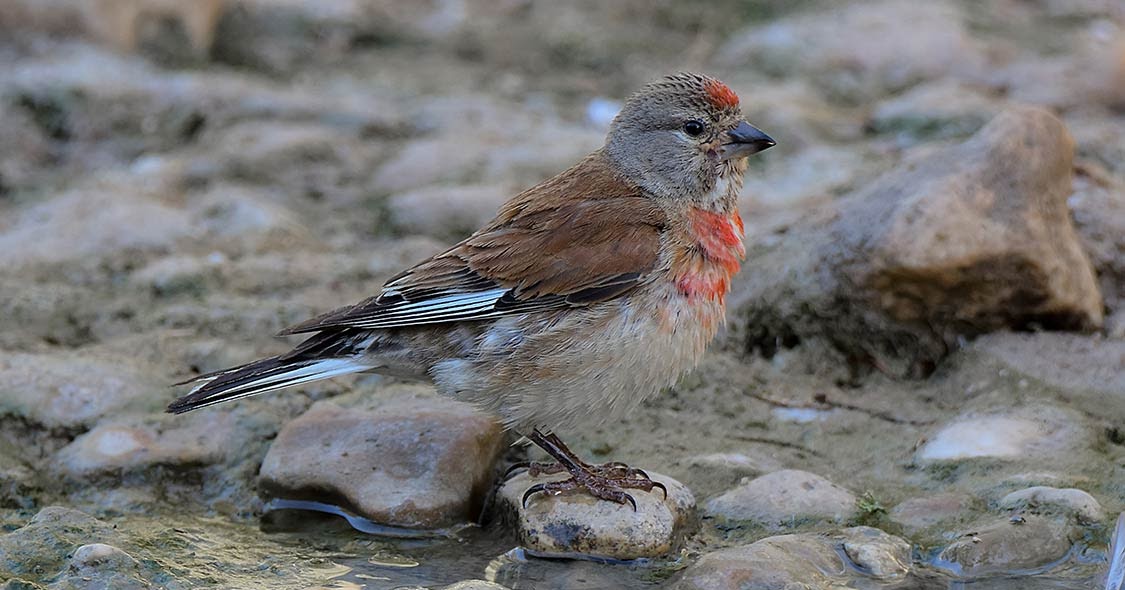 Objetivo: Naturaleza Viva: Pardillo común (Carduelis cannabina)