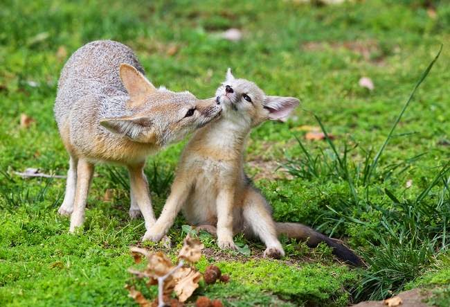 White Wolf : Little wild kit foxes are having a great time (Photos)