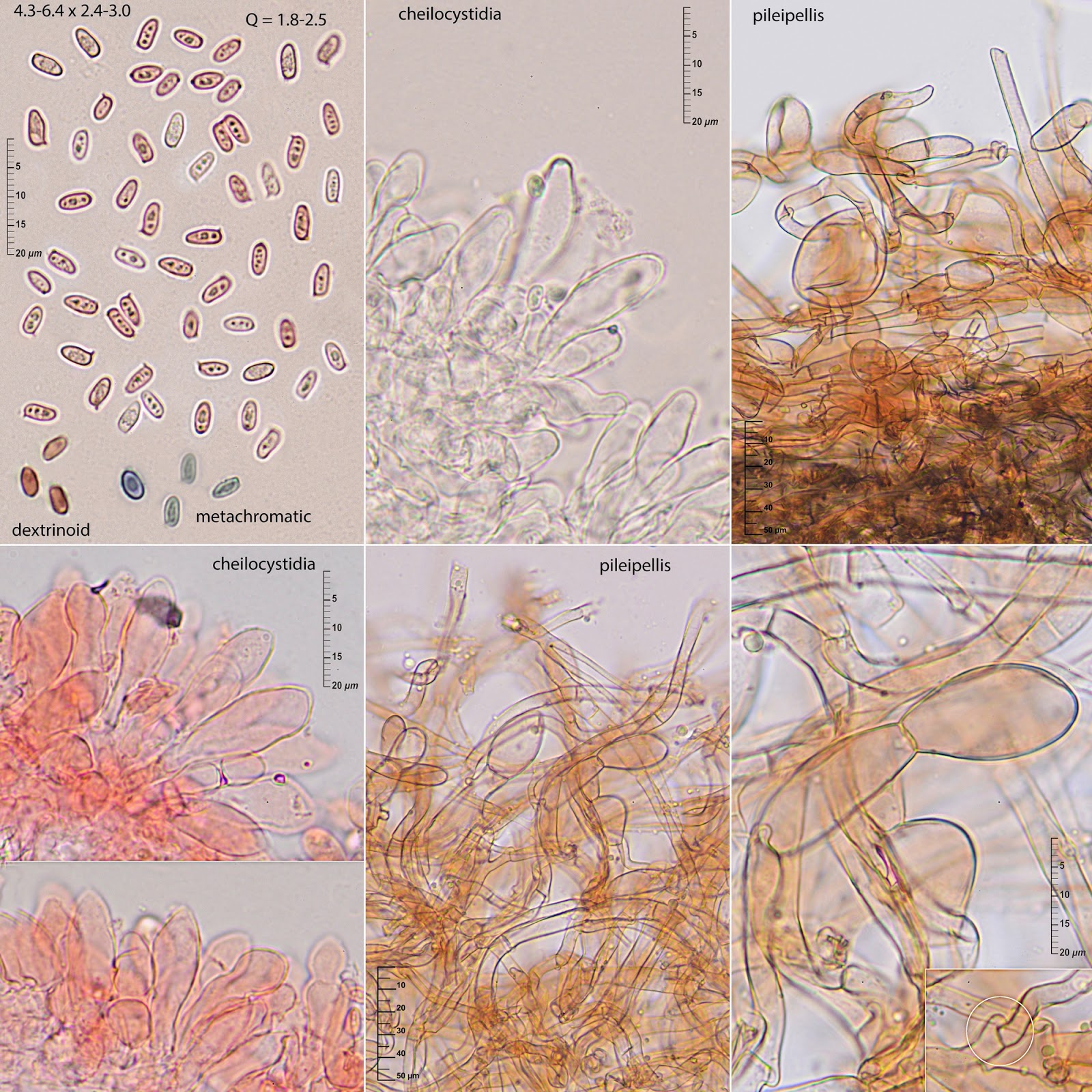 Lepiota perplexa Knudsen • CEMAS Orden Agaricales, Basidiomycota