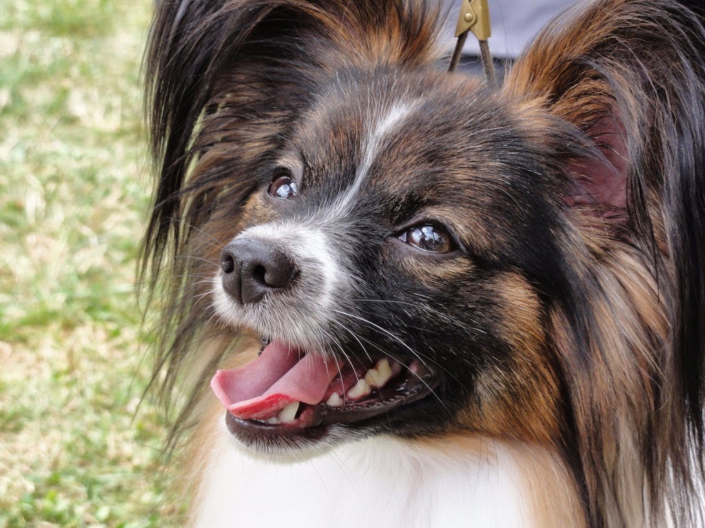 Rasy psów: Spaniel kontynentalny miniaturowy | Psia Rada: Encyklopedia ...