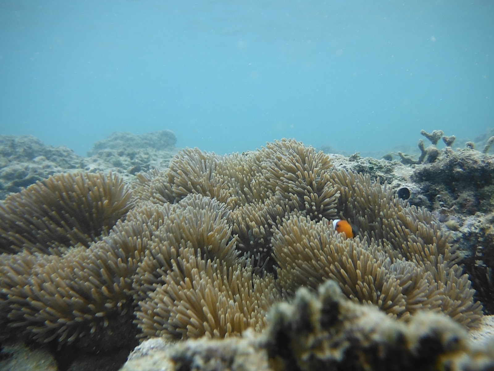 OkiAdamiec: Torii Station Beach Day