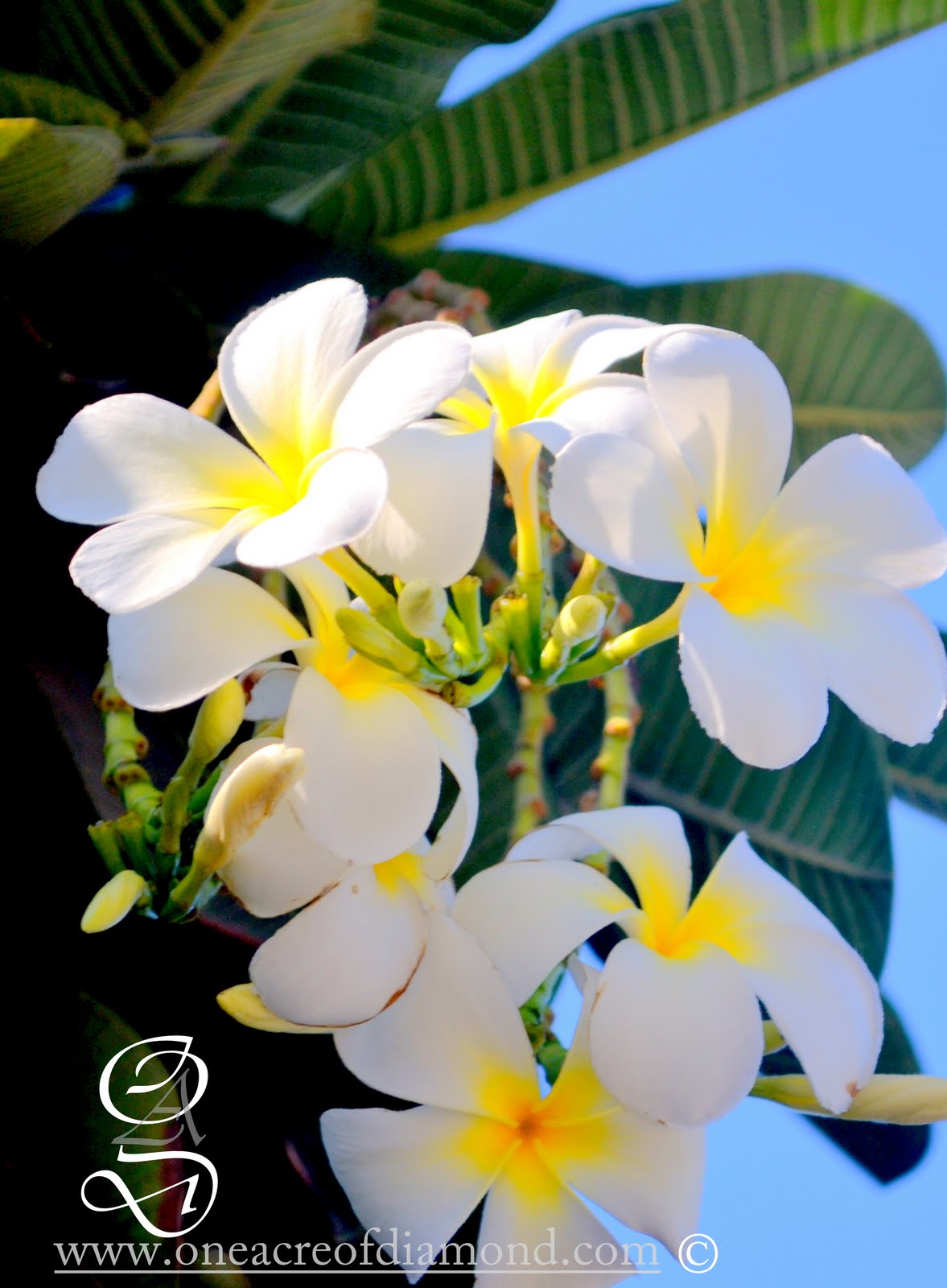 One Acre of Diamond: UAE flowers and trees