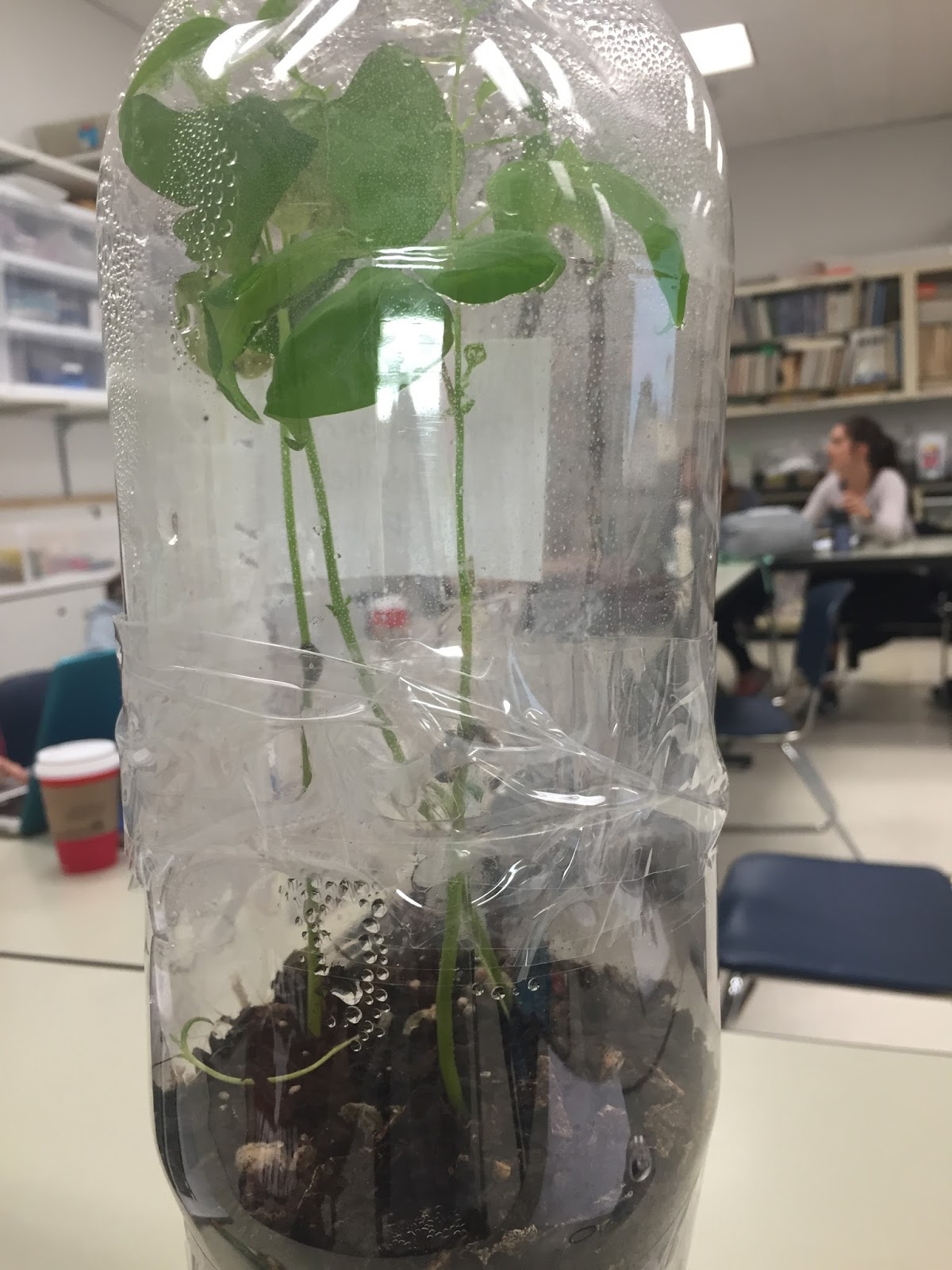 Ecosystem In a Bottle