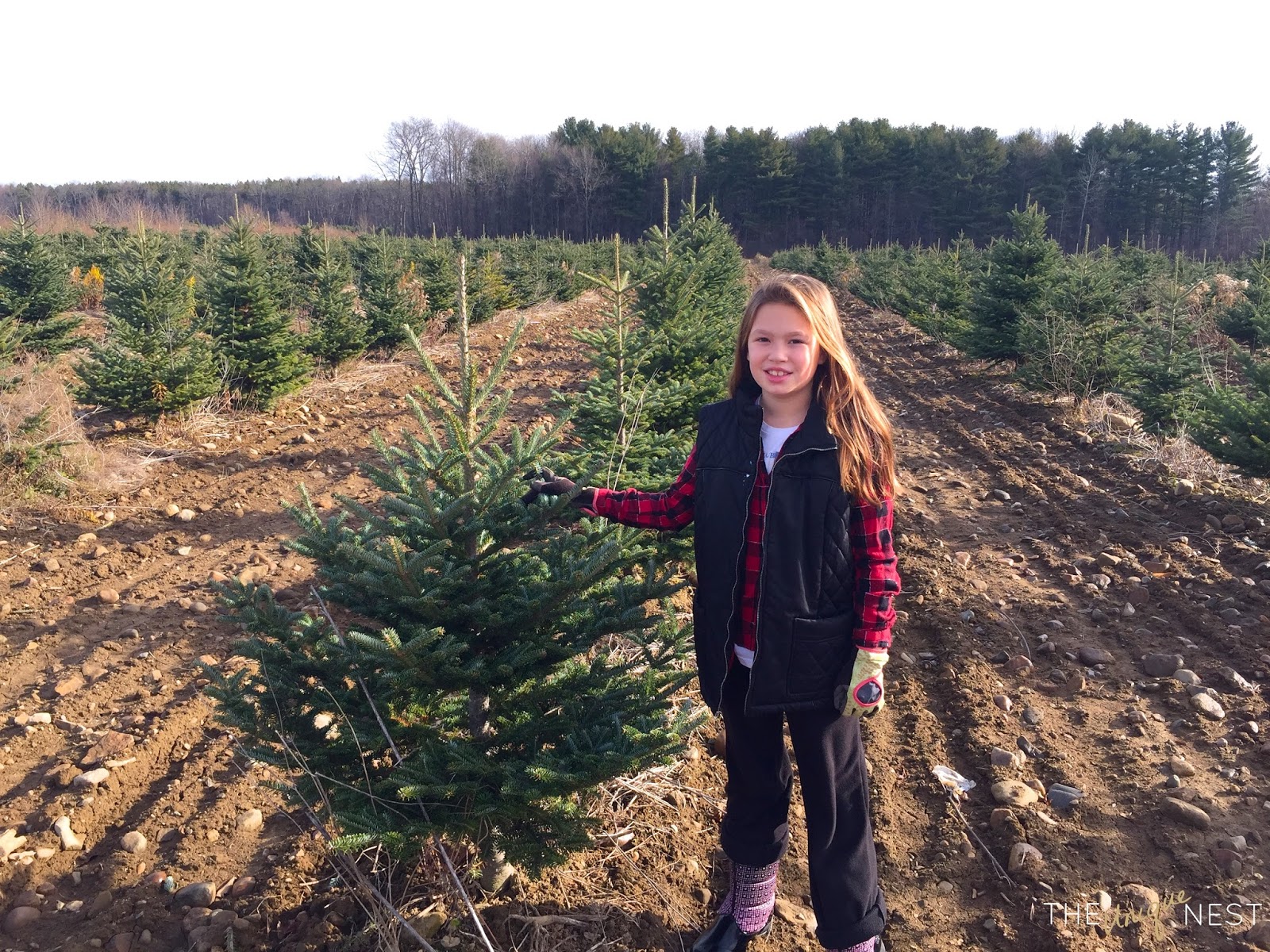 Tree Farm Tradition - The Unique Nest