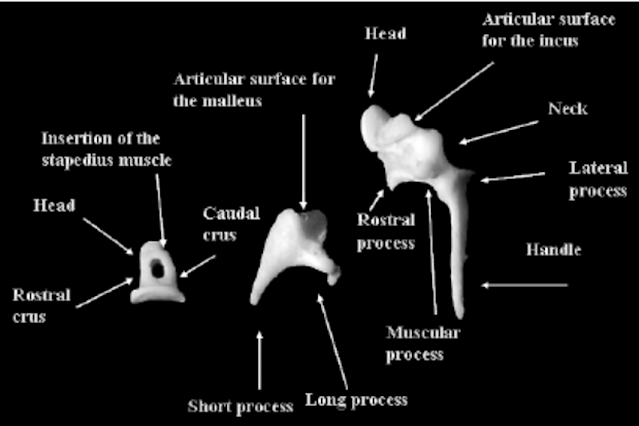 Your Audiology Tutorial: Ossicular Chain
