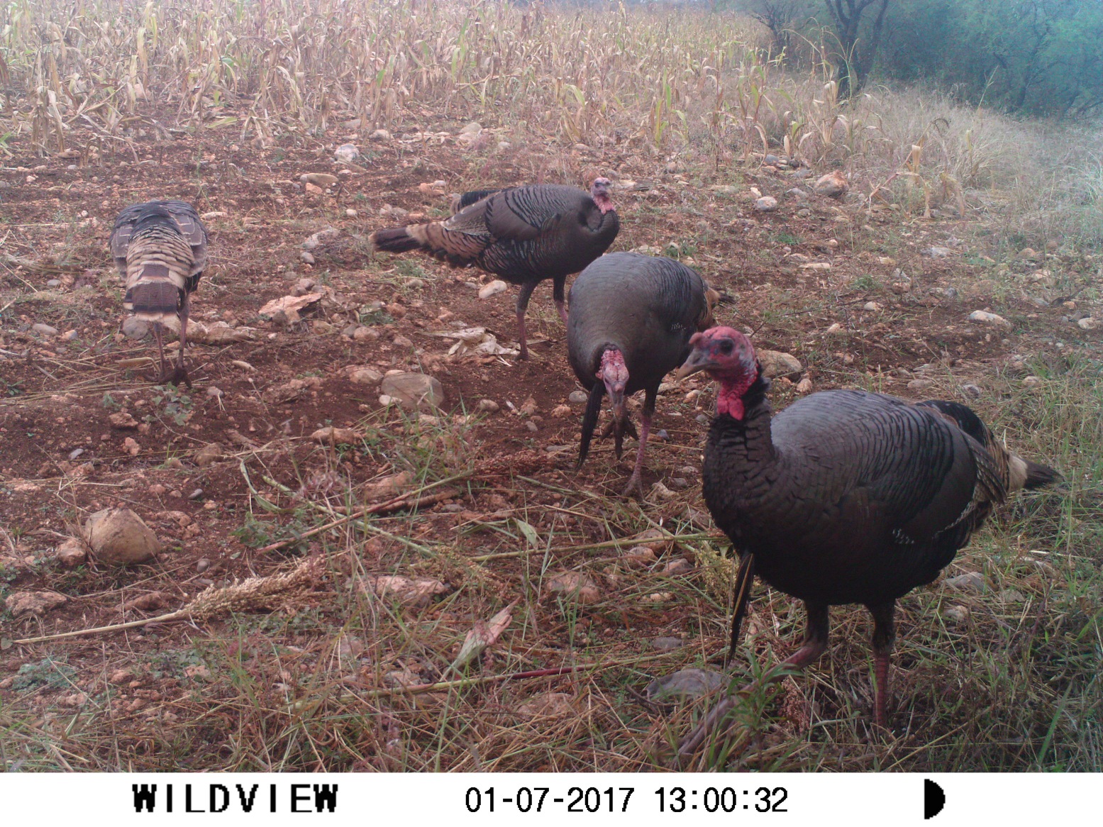 Cazador Mexicano: Cóconos , UMA del Ejido El Saucillo , Municipio de ...