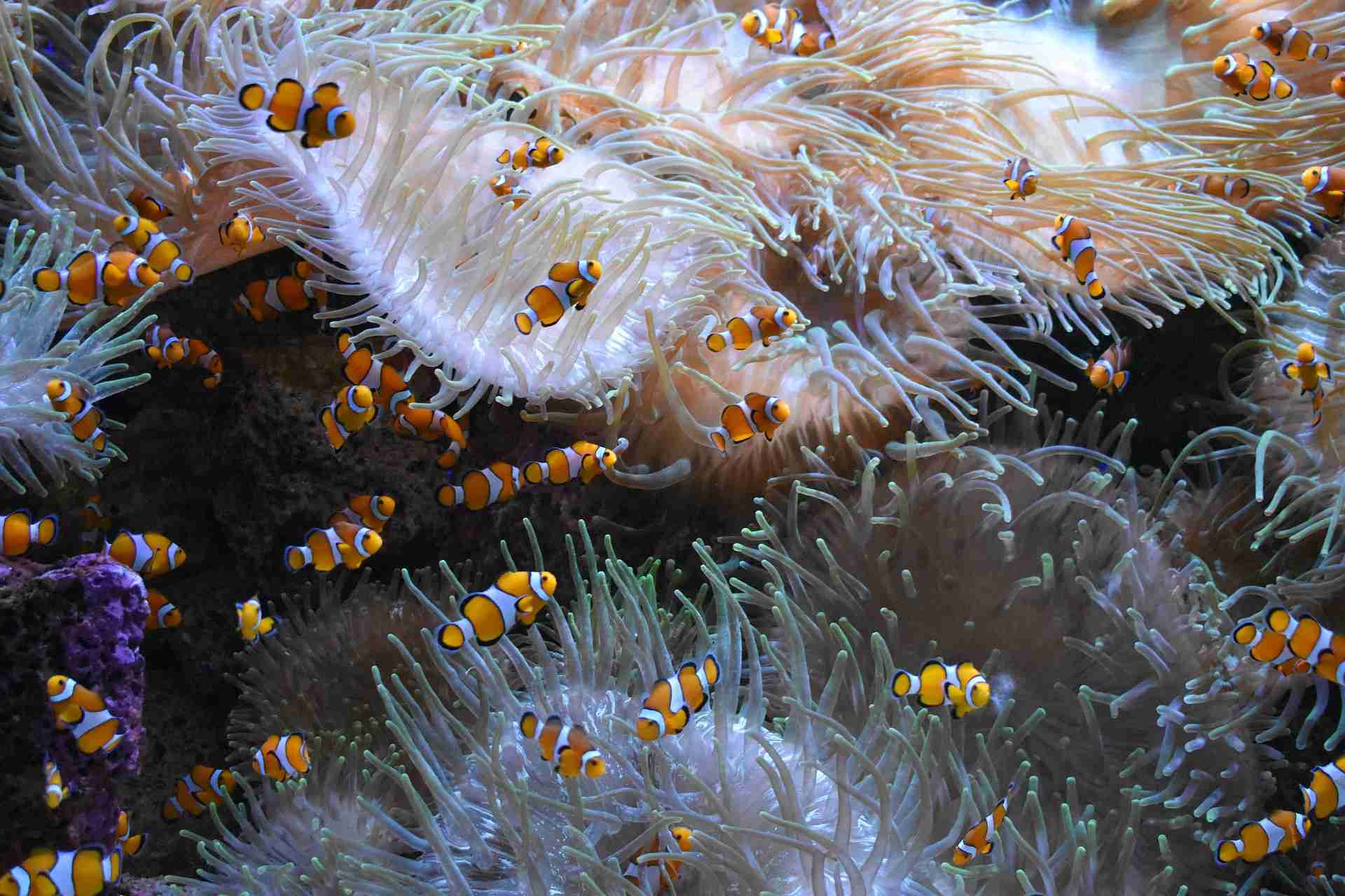The Detailed Clownfish Care Guide: Meet The Real Nemo Fish