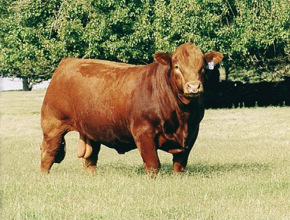 My Cattle World: Some Terminology