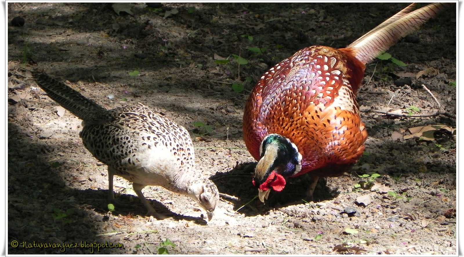 NaturAranjuez: FAISAN COMUN (Phasianus colchicus)