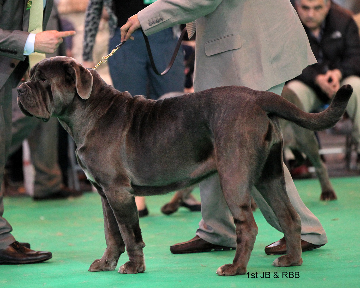 Pedigree Dogs Exposed - The Blog: The Neos at Crufts 2012 - Pt 2