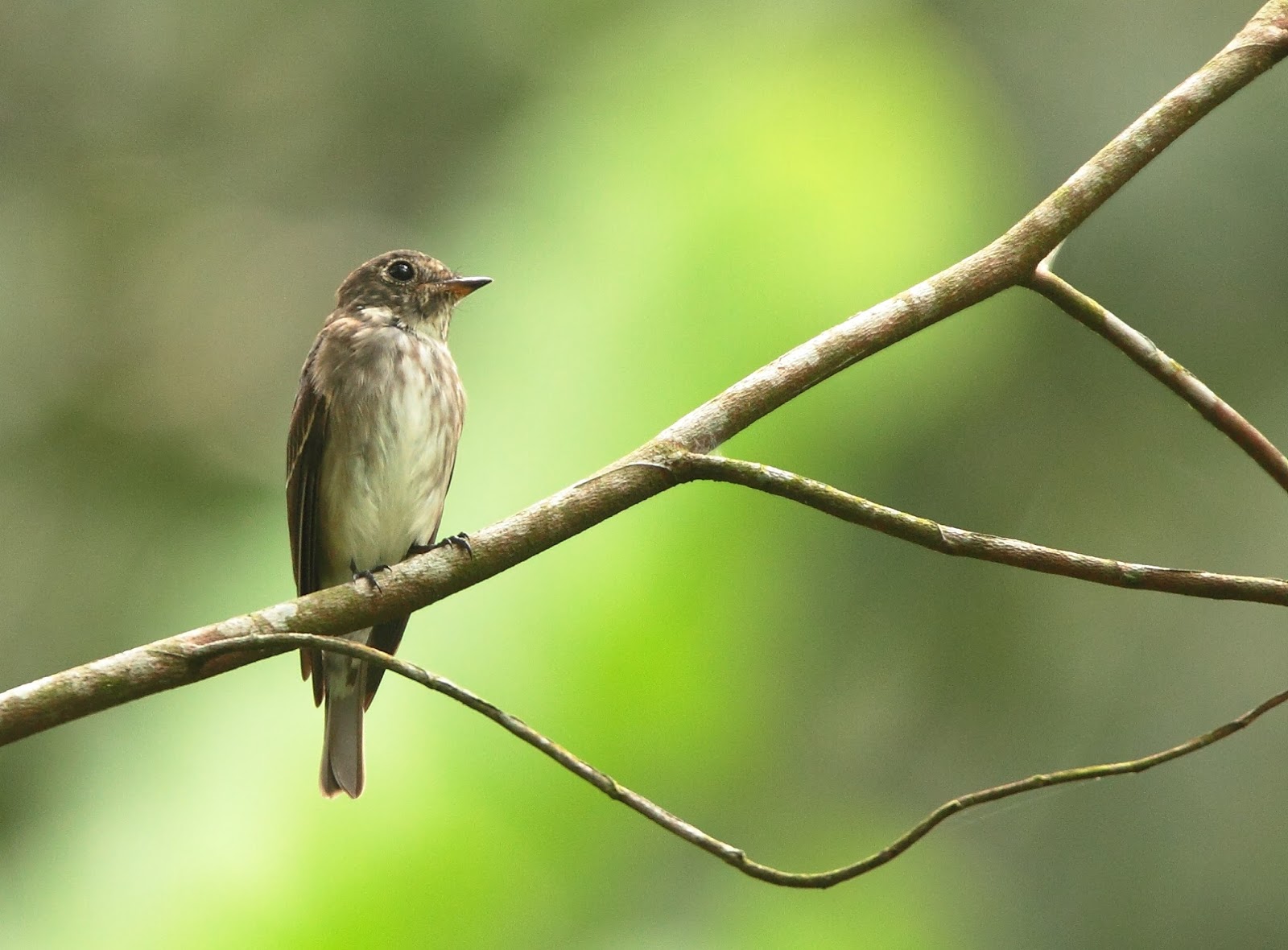 Mike is the name Birding is the game ( Birding in Malaysia - Malaysian ...
