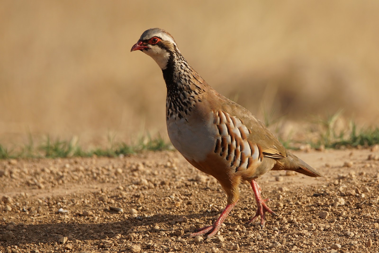 Pasión por las aves: Perdiz roja,(Alectoris rufa)