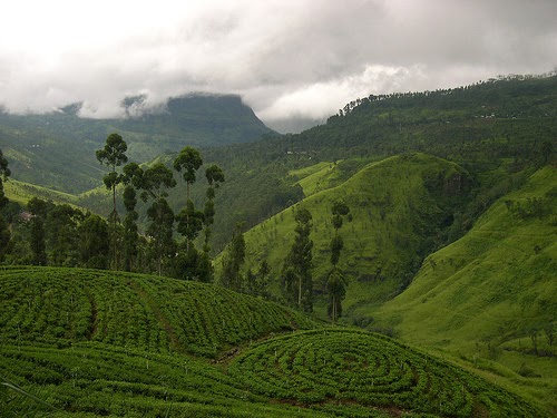 Himalayan Plant Invading Beautiful Nuwara Eliya | Sri Lanka Guardian