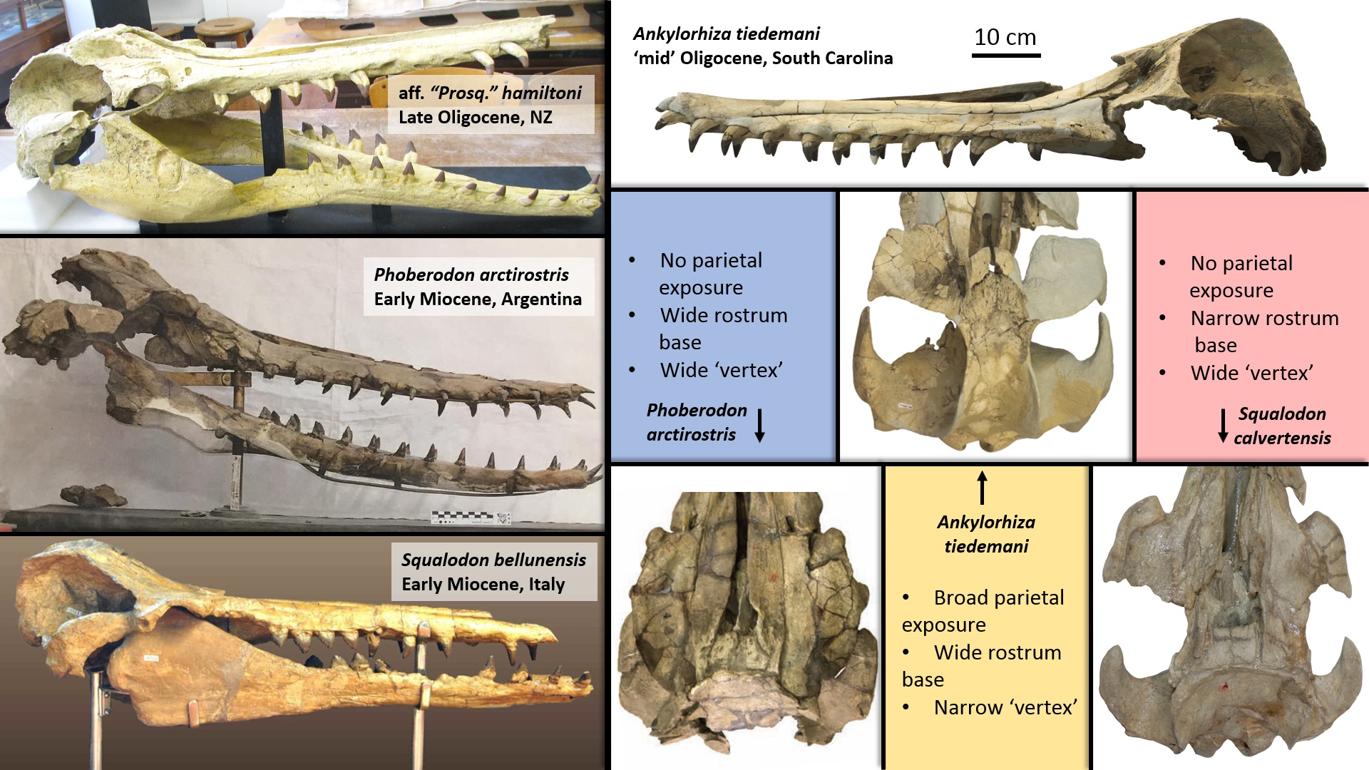 The Coastal Paleontologist, atlantic edition