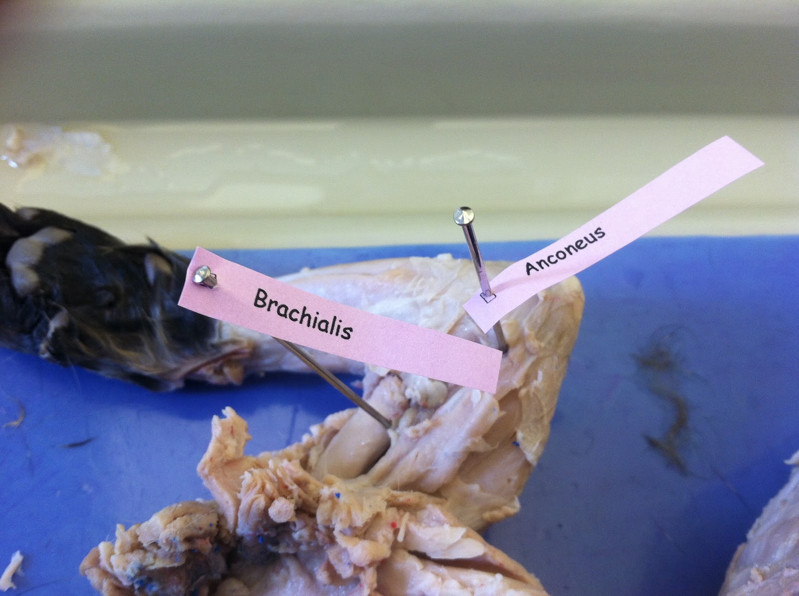 Cat Dissection: Human Anatomy: Cat Dissection: Forelimbs