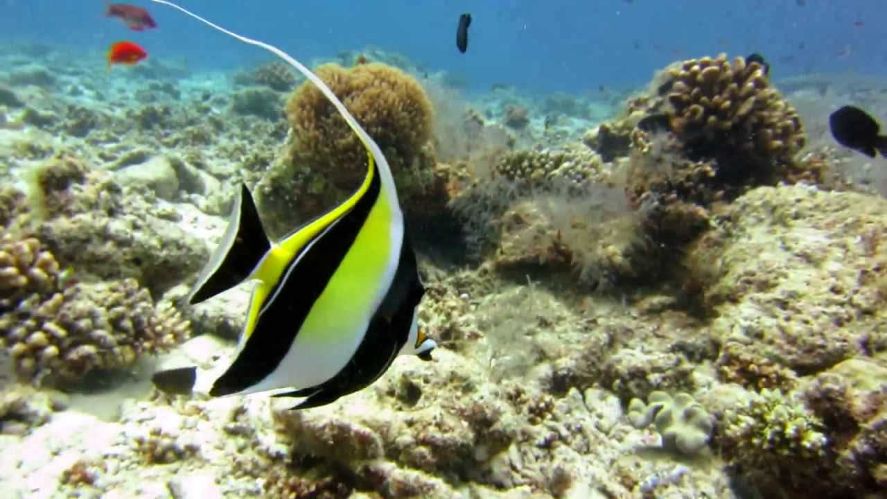 Gambar Ikan Hias Layar