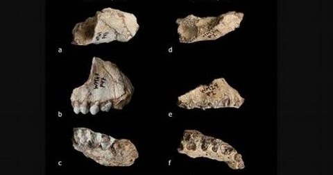 Dos nuevas especies de primates, excavadas en un yacimiento de Etiopía ...