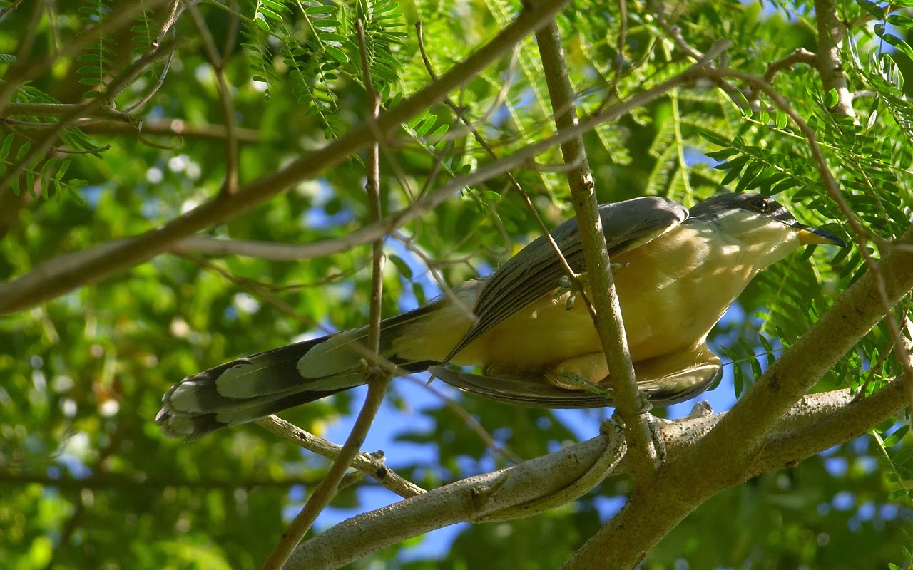 Birds Of Tobago