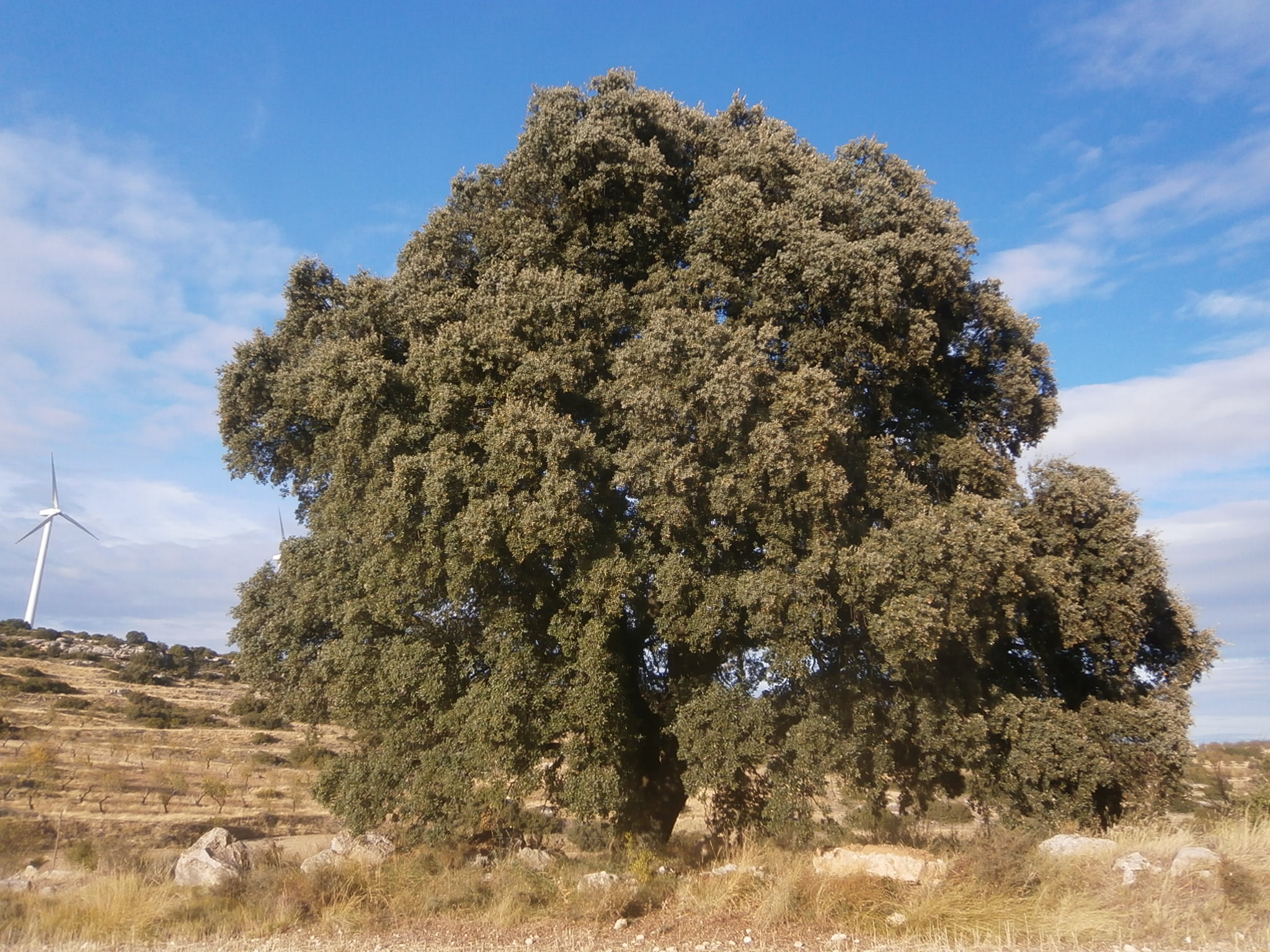 Centro de Estudios Borjanos: Carrasca de Moncín