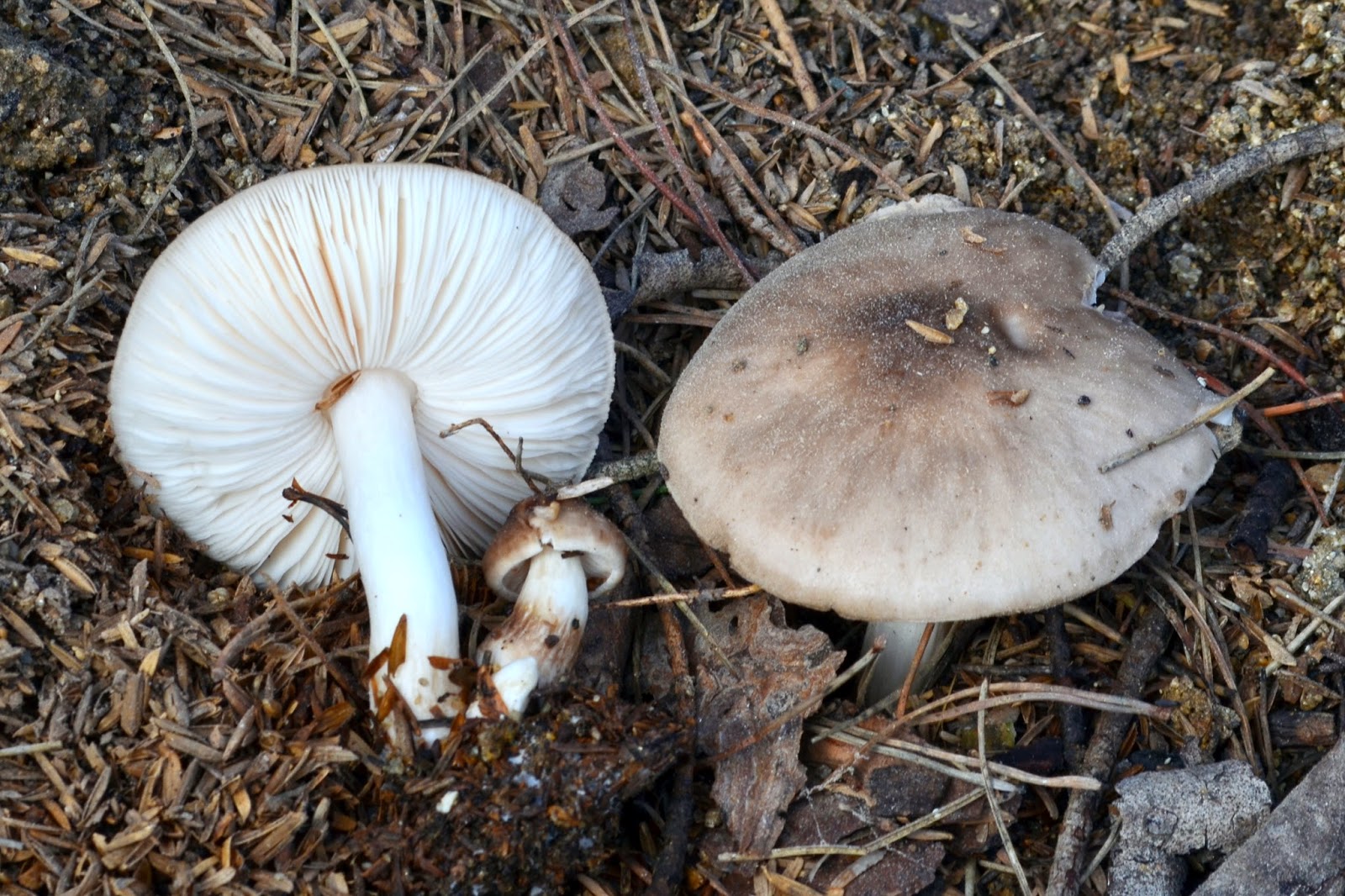 Setas Extremadura : Pluteus Salicinus