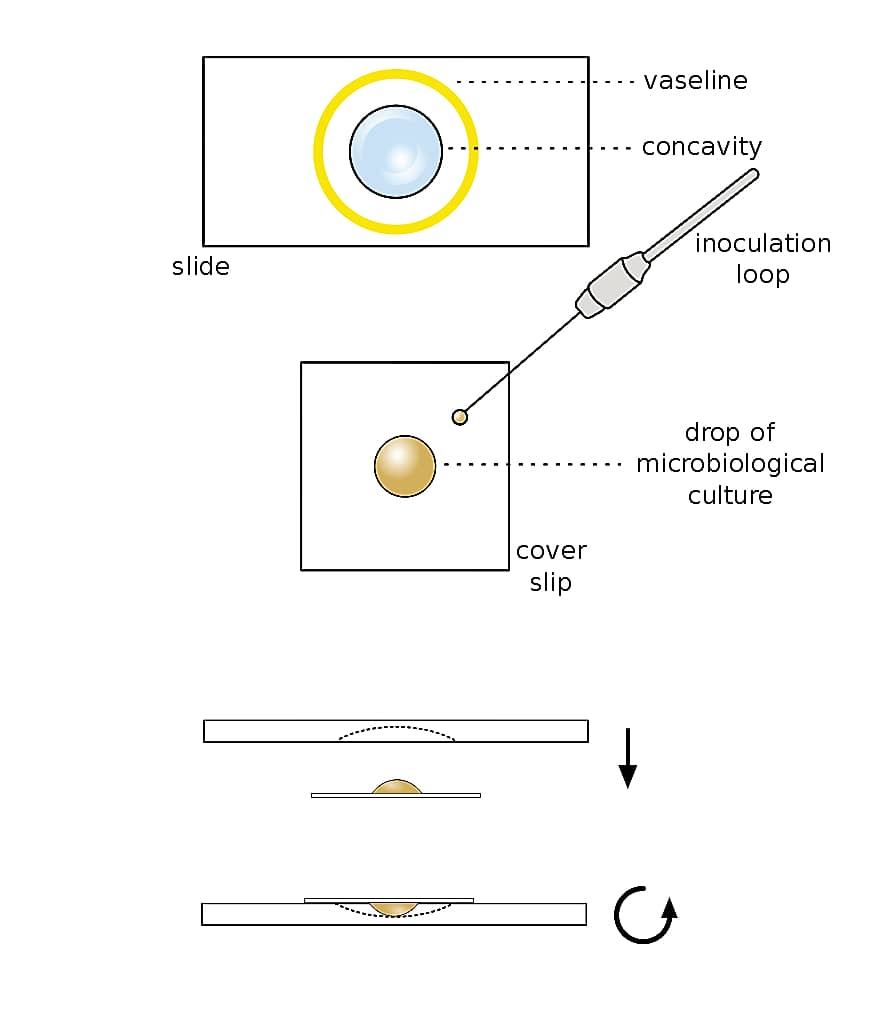 Pemeriksaan Bakteri Cara Preparat Tetes Bergantung (Hanging Drop)