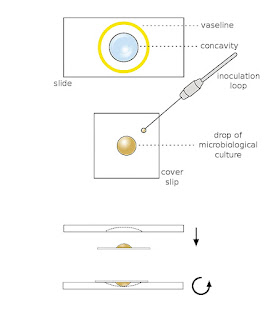 Pemeriksaan Bakteri Cara Preparat Tetes Bergantung (Hanging Drop)