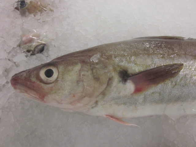 Especies marinas de interes bromatologico: Merlangius merlangus ...