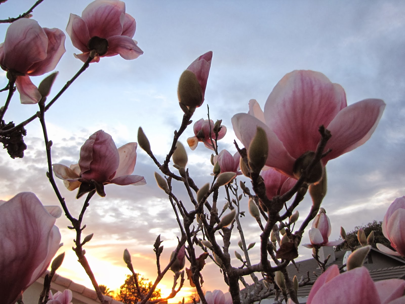 The Lotus Tree & Sunset