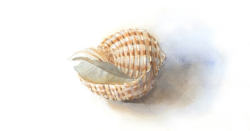 Sea shell study...