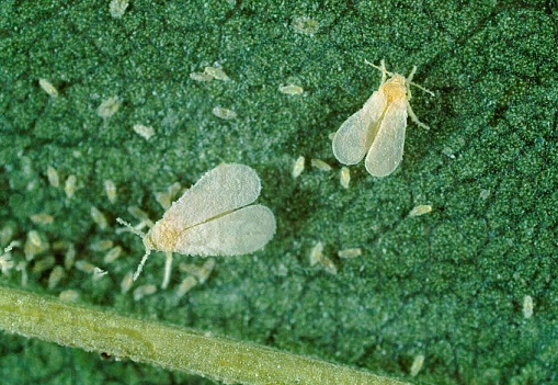 Ash Whitefly - Insects Morphology