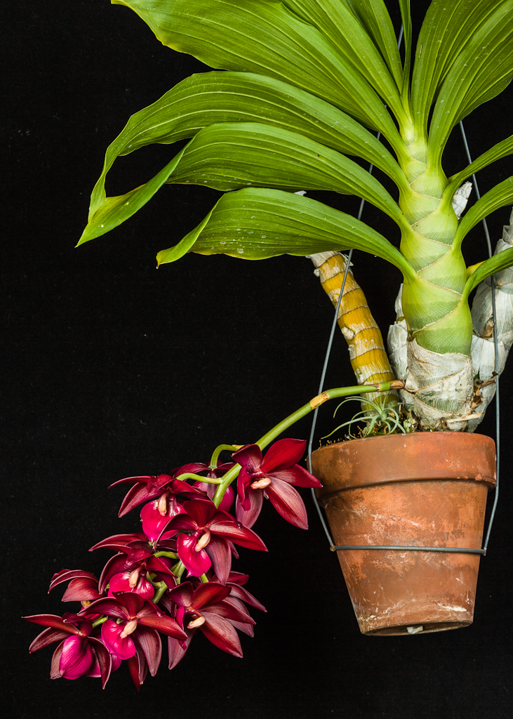 Cycnodes Wine Delight orchid care and culture | Travaldo's blog