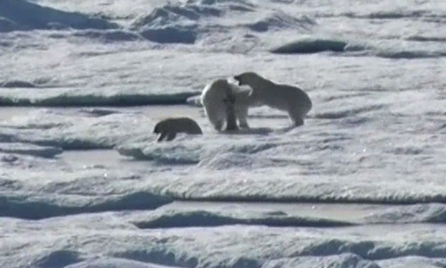 [ESPANTO] Oso polar cazando un cachorro de su propia especie para poder ...