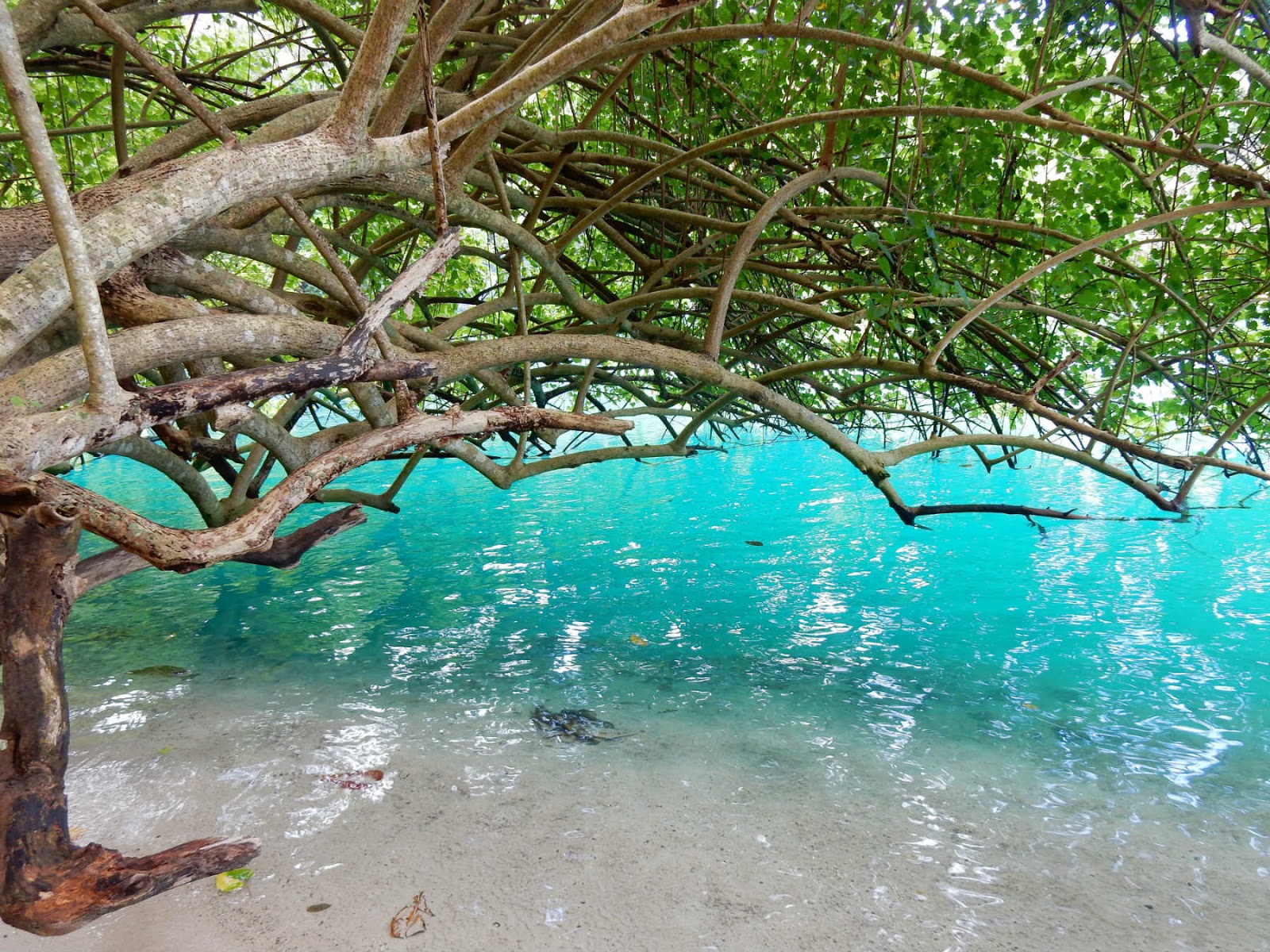 Dicas para conhecer a Lagoa Azul na Jamaica! - Renata Viaja...
