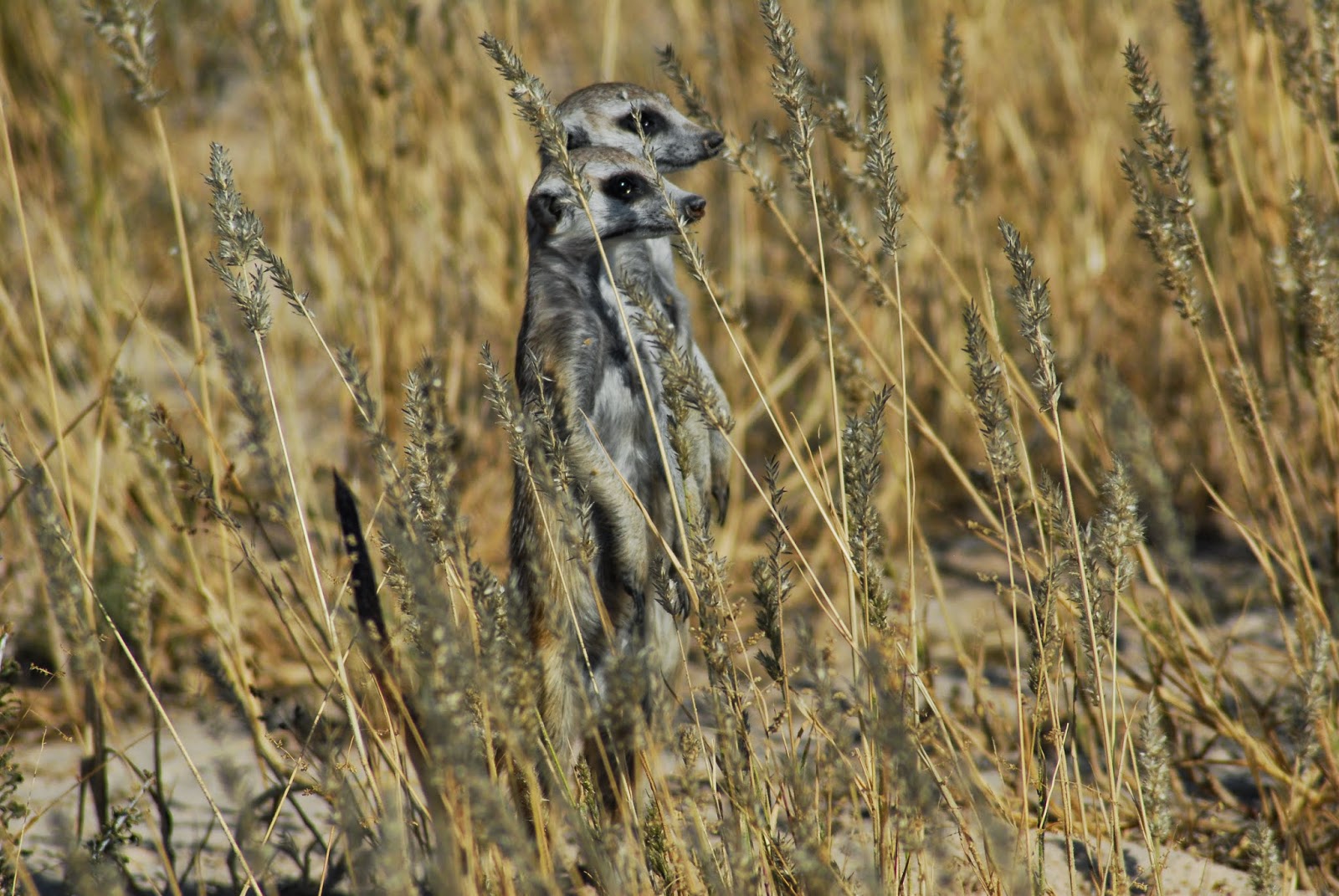The Great Wildebeest Migration: Meerkats guarding