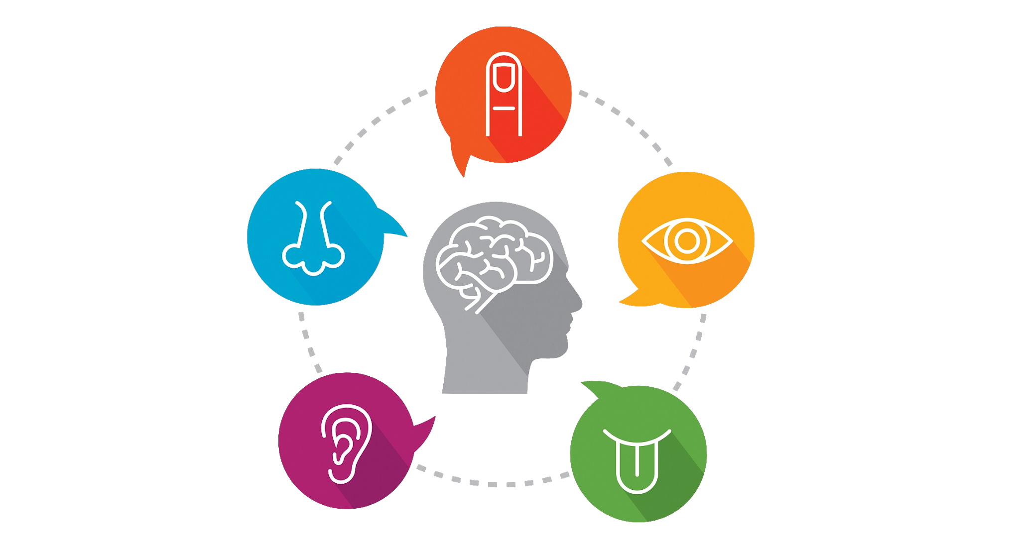 ANATOMÍA Y FUNCIONES GENERALES DEL ORGANO SENSORIAL.