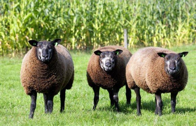 draadjes en praatjes: Oer Hollands