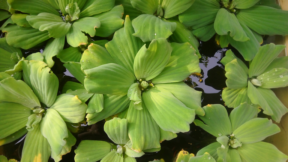 Klasifikasi ilmiah Apu-apu (Pistia stratiotes)