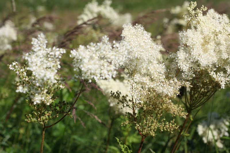 Kaikki äitini reseptit: Mesiangervo