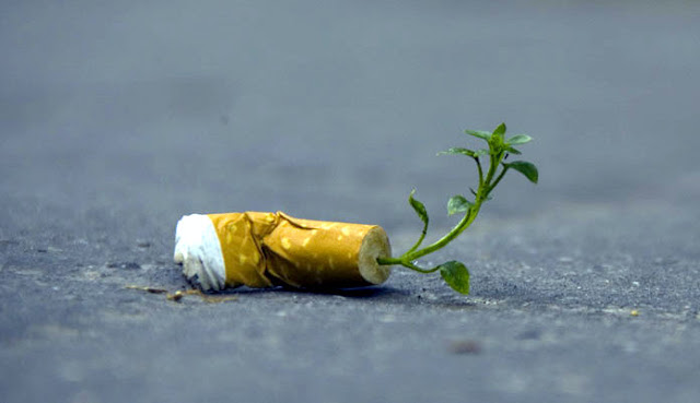 Smoking - Biodegradable Cigarette Filters With Seeds | Got 2 Be Smart