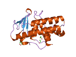 Understand Biology: Gambar enzim 3D