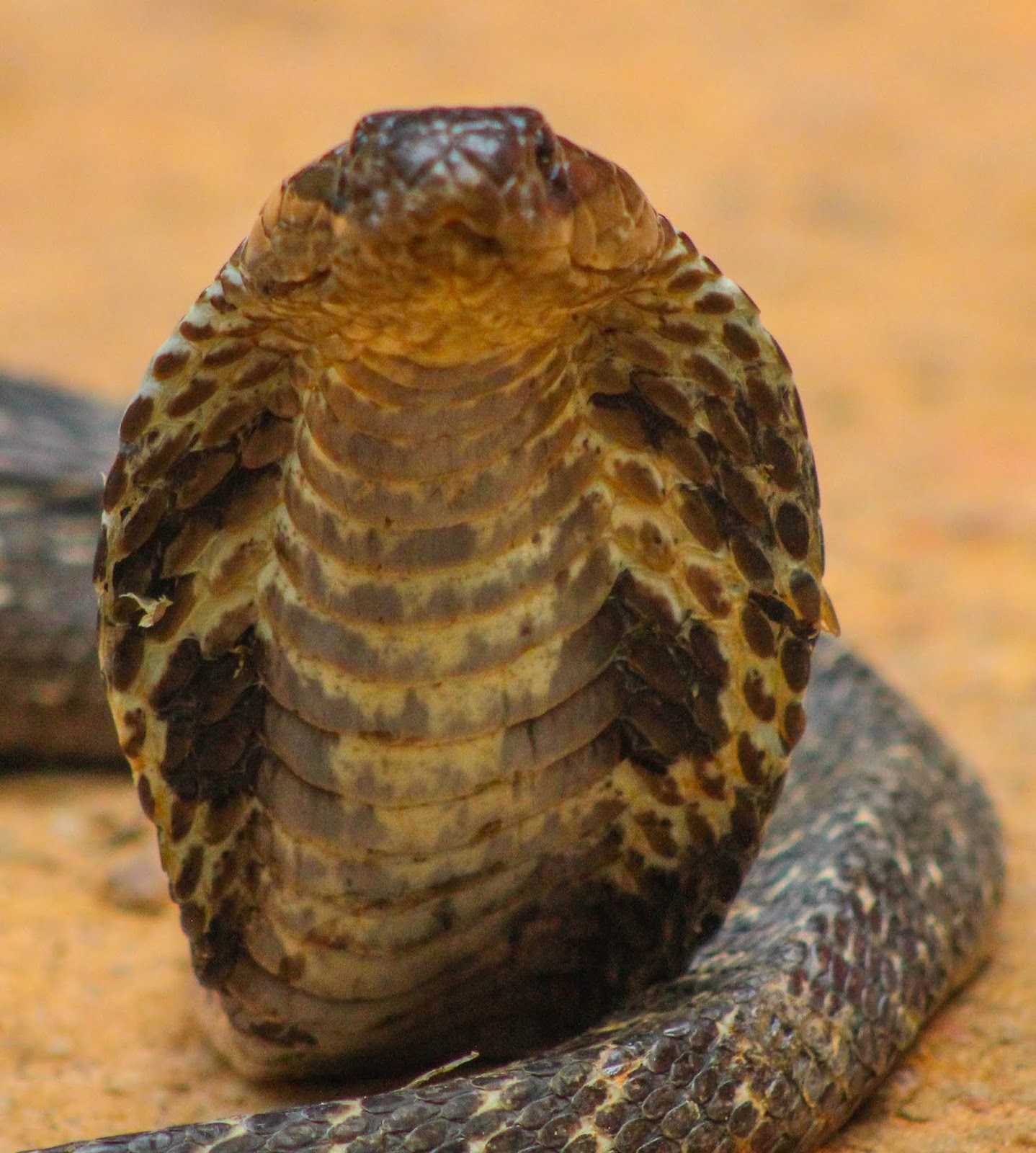 Cannundrums: Indian Cobra