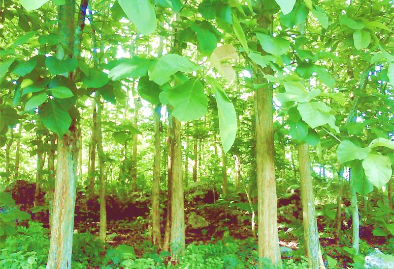 Teak Tree: What are the Uses, Benefits, and Business opportunities?