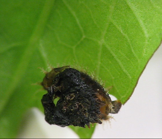 The Web of Life: Poop Flinging and Other Poop Strategies