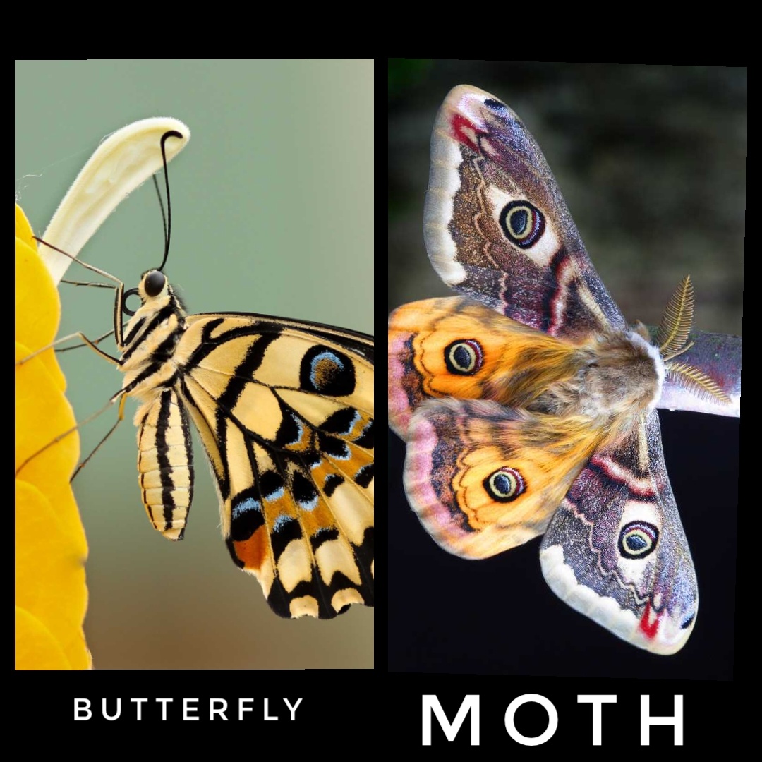 Butterfly Feeling Lower Abdomen at Sandra Moody blog