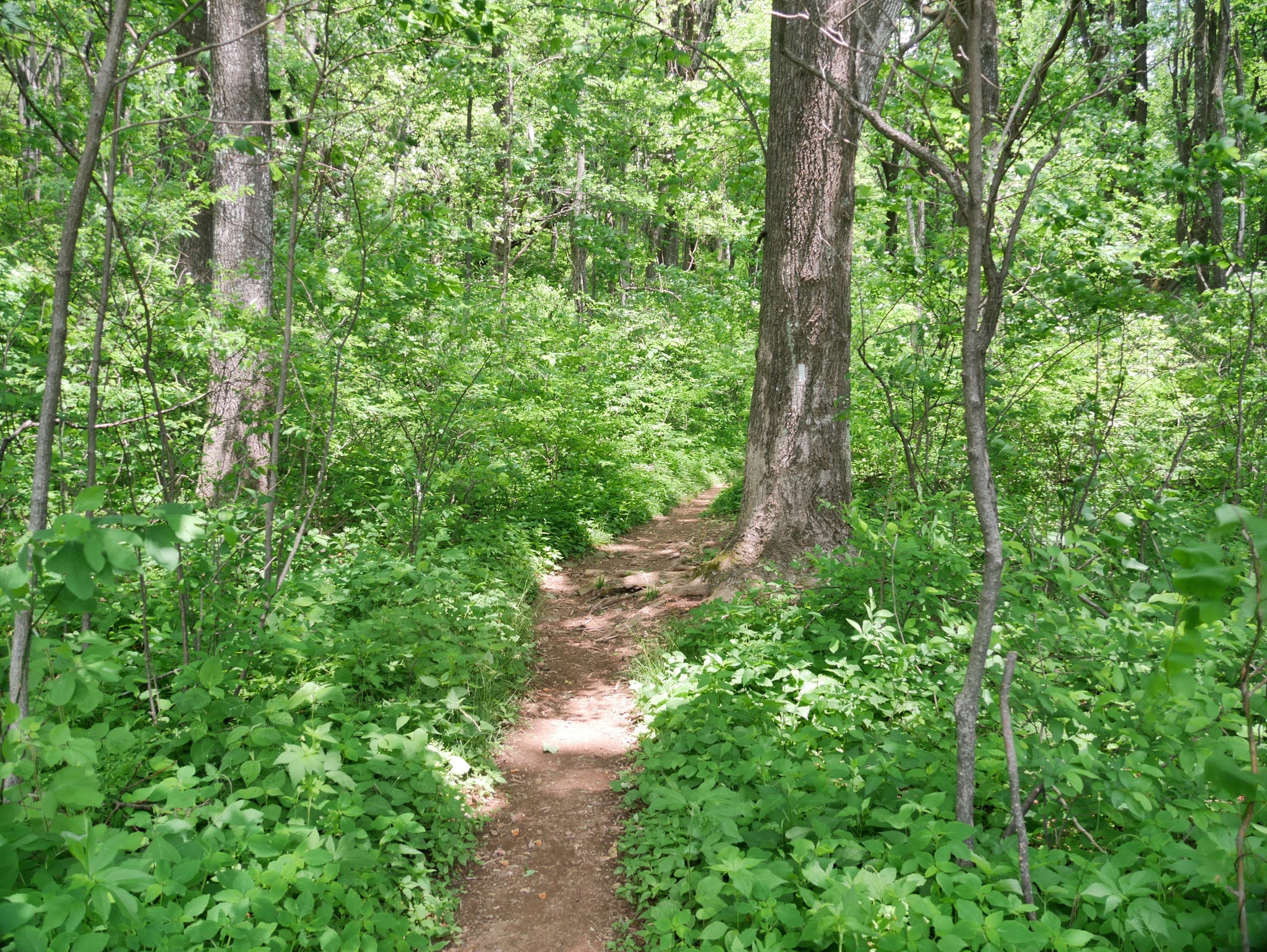 American Travel Journal: Swift Run Gap to South River Picnic Grounds ...