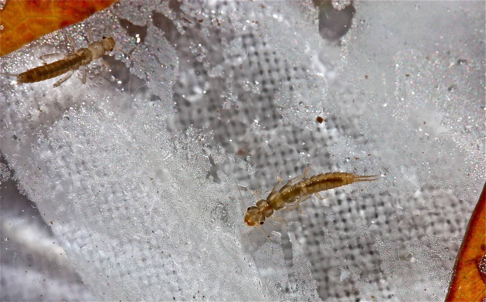 Aquatic Insects of Central Virginia: Returning to the Small Streams ...