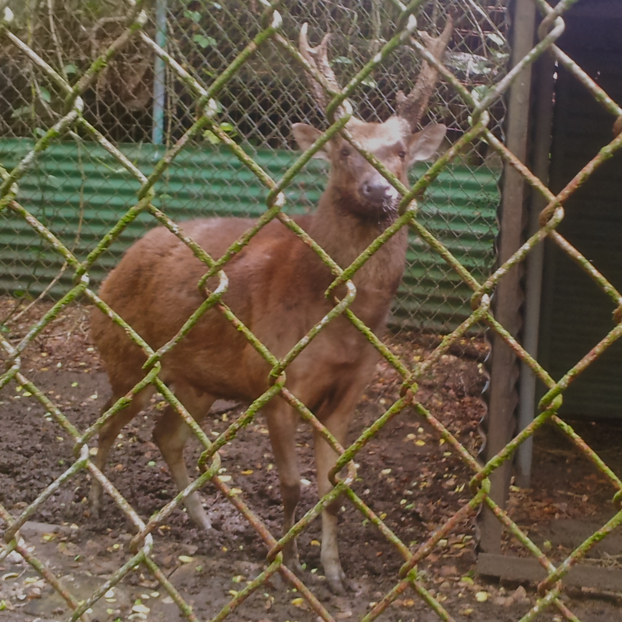 The World According to Mochi: Hafa Adai -- Guam Zoo