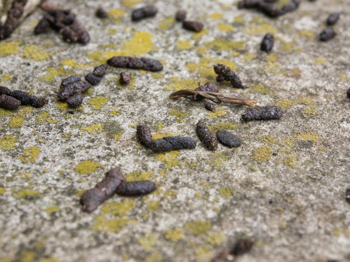 Fledermäuse im Wertachtal