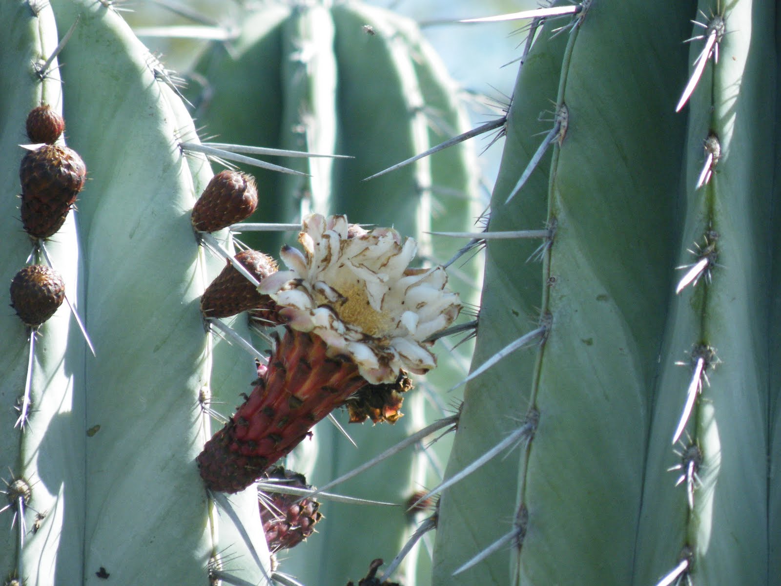 Cactusmania: Pachycereus weberi